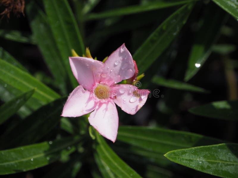 Flower stock photo. Image of flowerpot, beautiful, yellow - 91944530