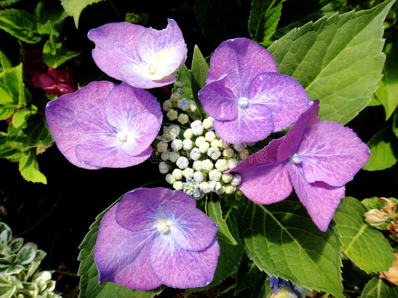 Flower Macro Background Fine Art in High Quality Prints Hydrangea ...