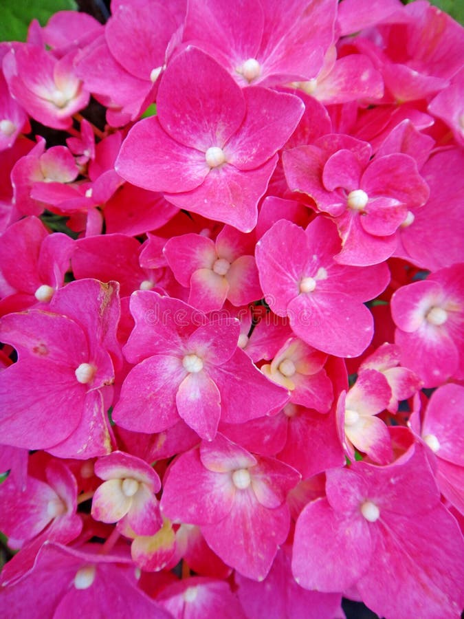 Flower Macro Background Fine Art in High Quality Prints Hydrangea ...
