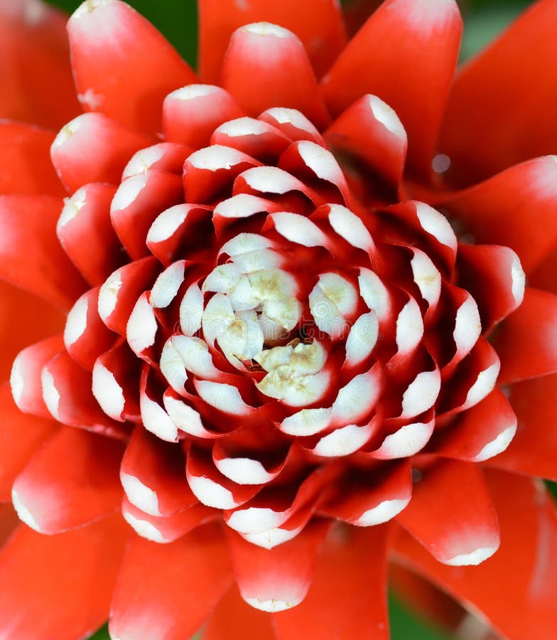 Flower Macro of a Bright Red Guzmania Bromeliad with White Tips Stock ...