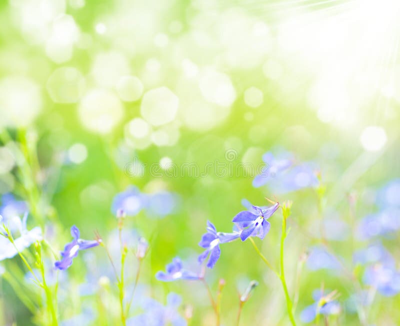 Flower. Macro/ Depth of Field Stock Photo - Image of freshness, lush ...