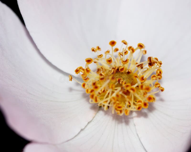 Flower Macro Rose Hips As Background Stock Image - Image of botany ...