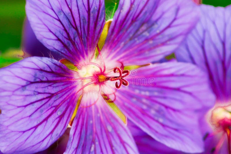 Vain Stock Images - Download 3,942 Royalty Free Photos