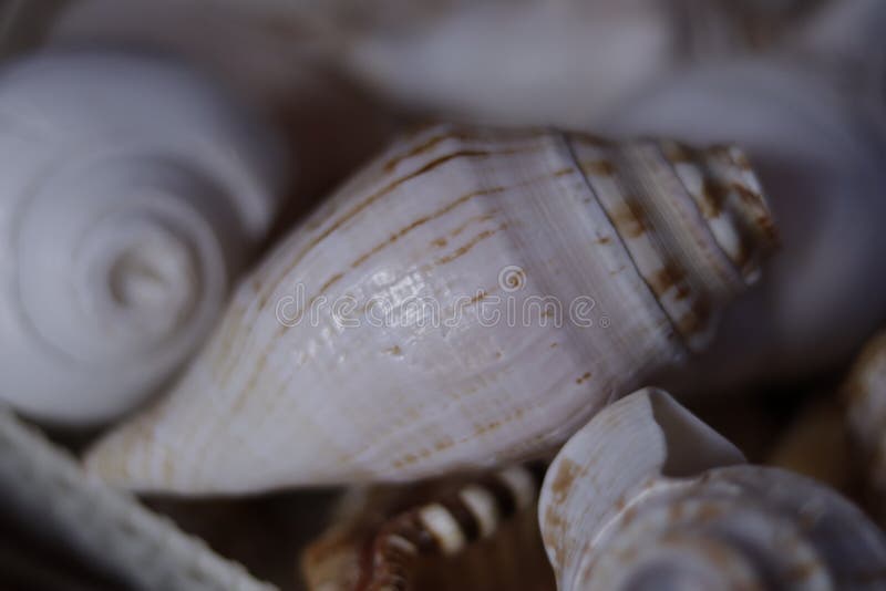 Flower Made of Shells a Wide Variety of Shells and Small Pebbles Stock ...