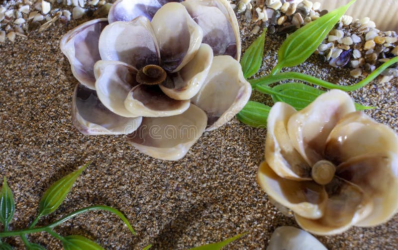 Flower Made of Shells a Wide Variety of Shells and Small Pebbles. Close ...