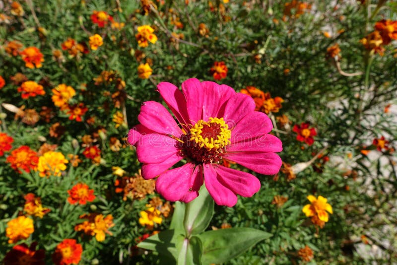 A Flower of Magenta-colored Zinnia Elegans in August Stock Photo ...
