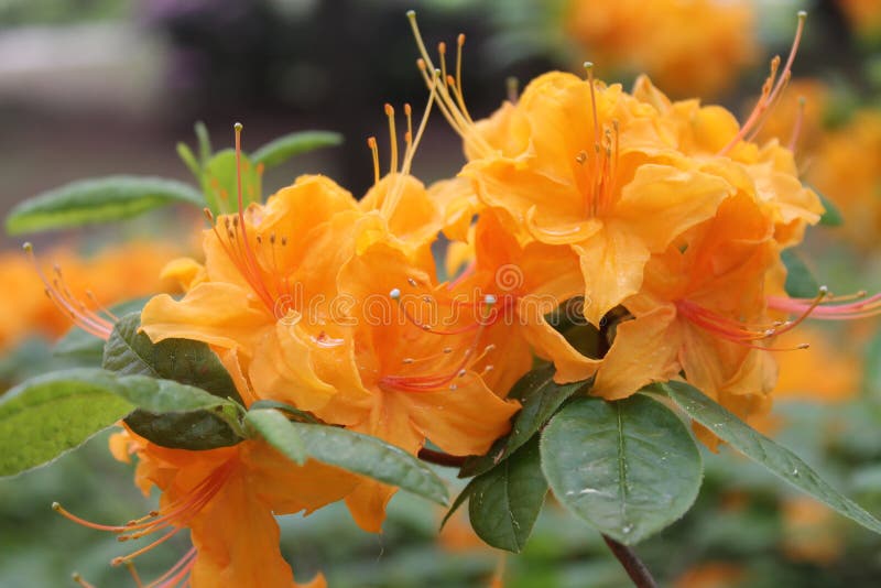 Flower of the Magnificent Orange Rhododendron Stock Image - Image of ...