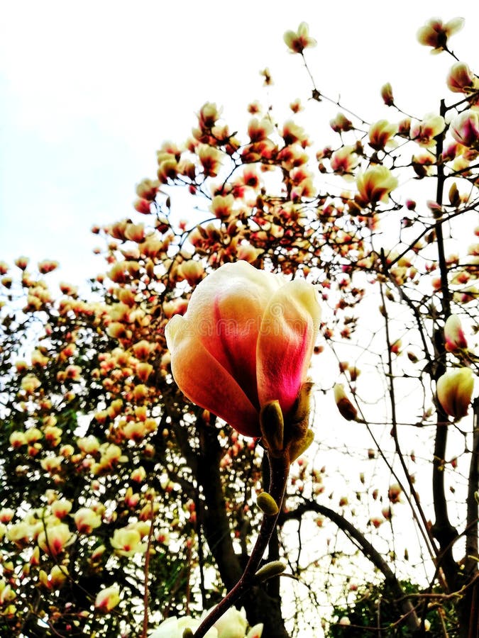 The Flower of Magnolia in Focus Stock Photo - Image of rugged ...