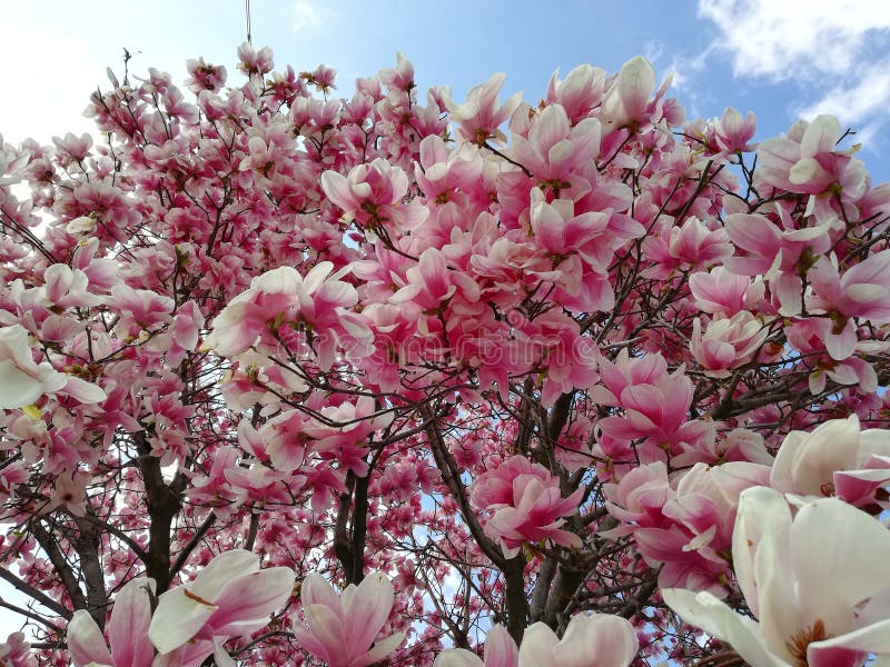 The Flower of Magnolia in Focus Stock Photo - Image of rugged ...