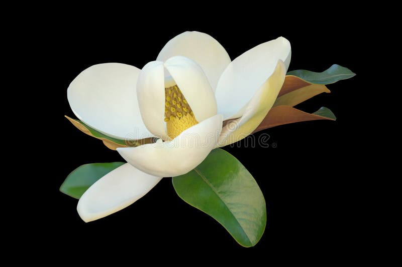 Flower of Magnolia Grandiflora Isolated on Black Stock Image - Image of ...