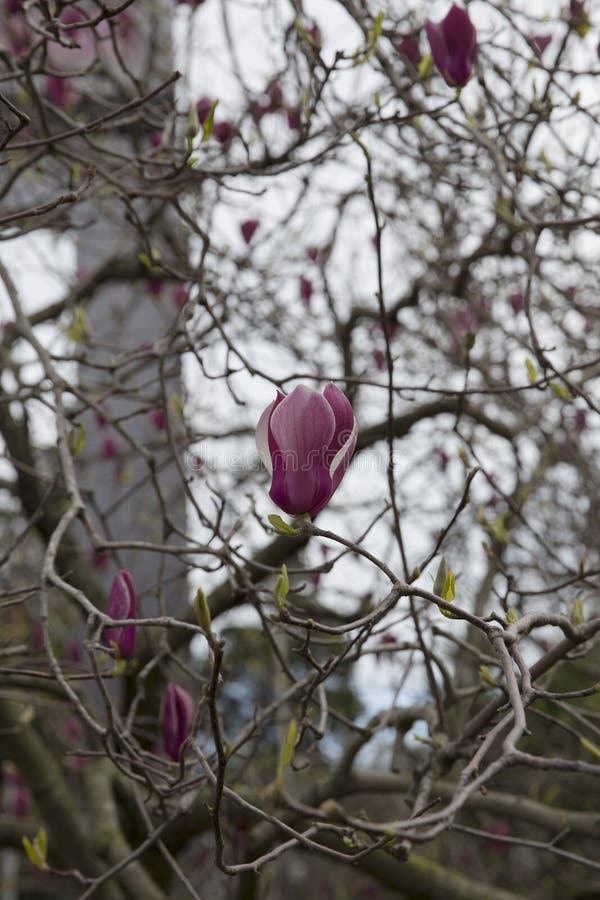 Violet Blooming Flower of Magnolia Stock Photo - Image of twigs, spring ...