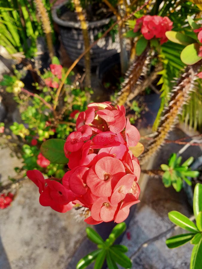 The Flower from Mahkota Duri Plants Stock Image - Image of petal ...