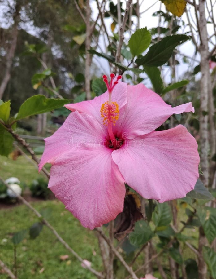 Flower of Malaysia Bunga Raya Stock Photo - Image of raya, malaysian ...
