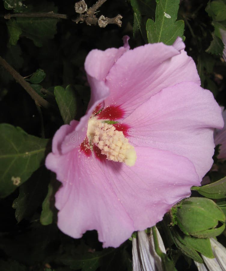 Flower mallow pink color stock photo. Image of floral - 156418784