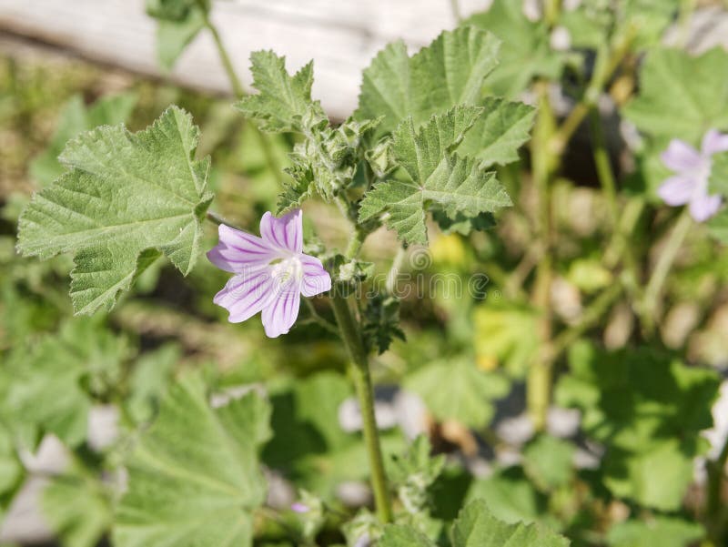 Flower of malva stock photo. Image of nature, summer - 181239656