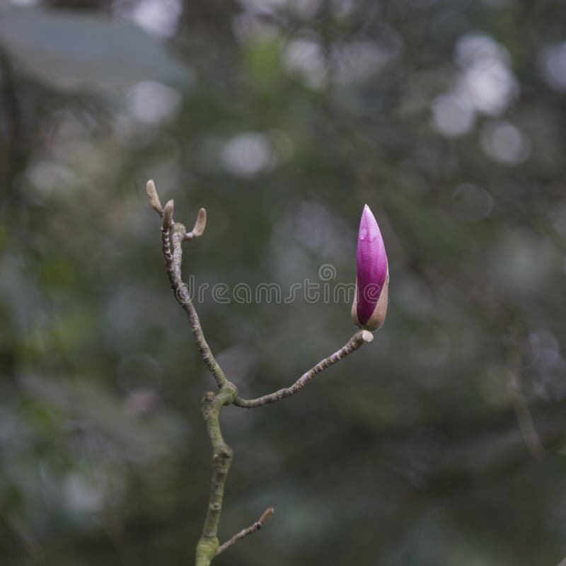 Flower of mangnolia stock image. Image of petal, pistil - 51033305