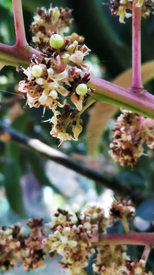 Flower of mango stock photo. Image of health, mango - 177089260