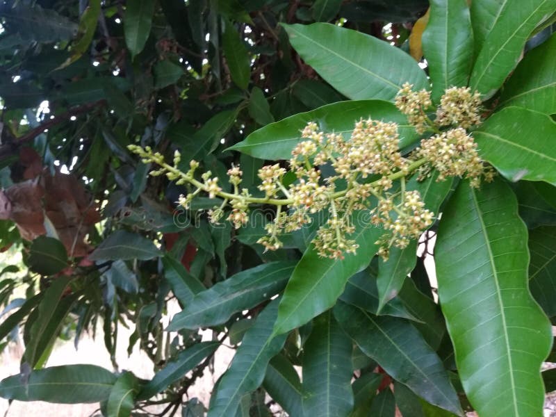 Flower Mango stock image. Image of mango, flower, high - 144865479