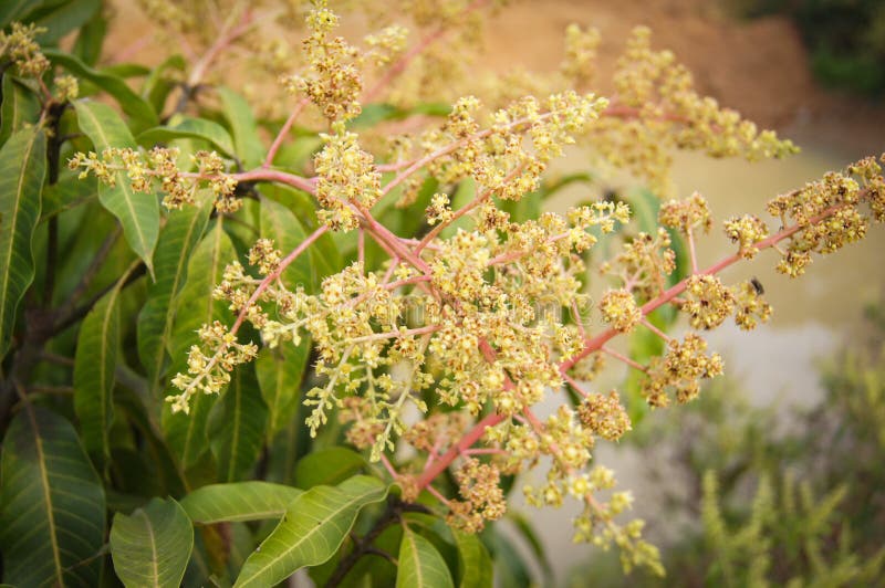 Flower on mango tree stock image. Image of small, tree - 167420997
