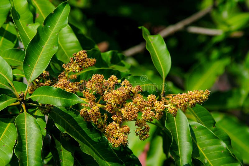 Flower of mango tree stock photo. Image of farm, green - 143640654