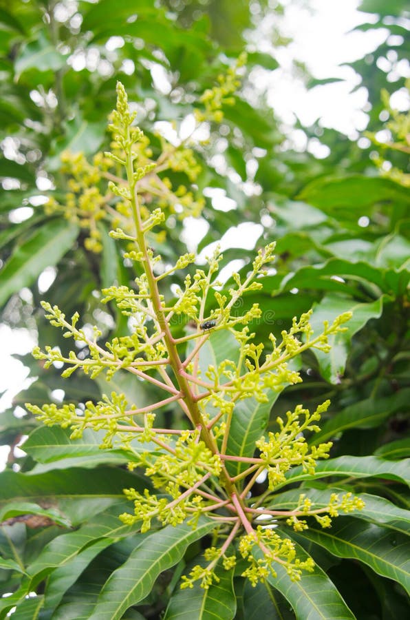 Flower of mango stock photo. Image of green, macro, blooming - 36408416