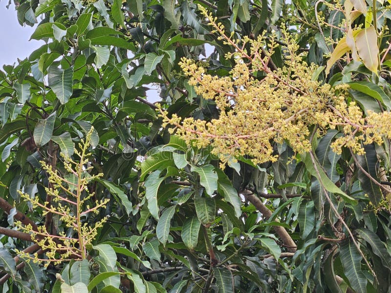 The Flower of Mango Tree Golden Stock Image - Image of flower, tree ...