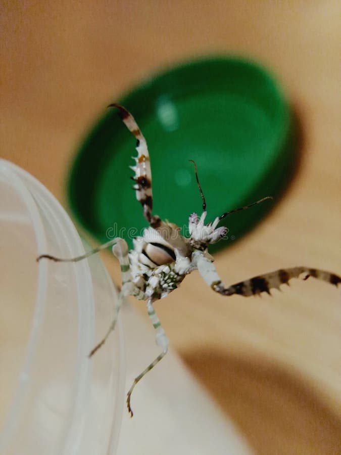 Agressive Insect Beautifull Stock Photos - Free & Royalty-Free Stock ...