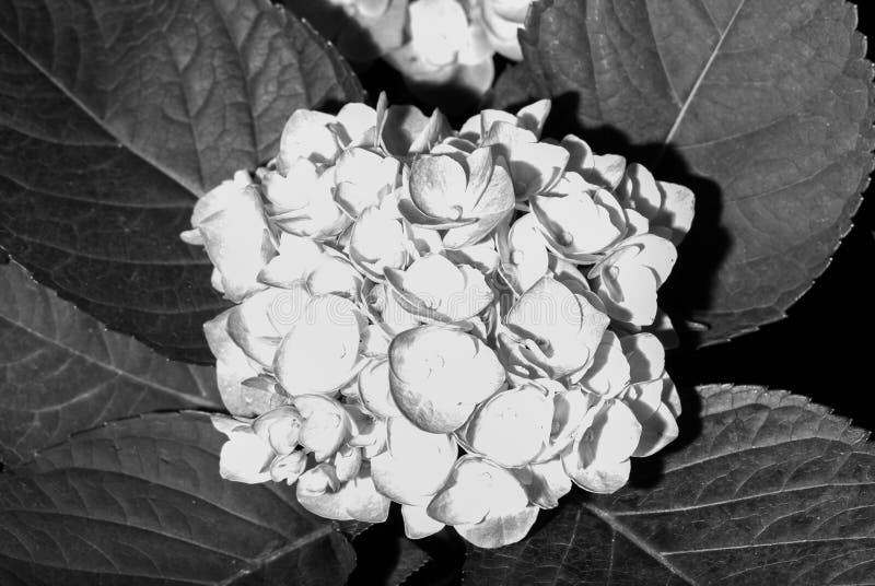 Flower Many Many Blooming Fresh Look Perfect for Feeling Good Stock ...