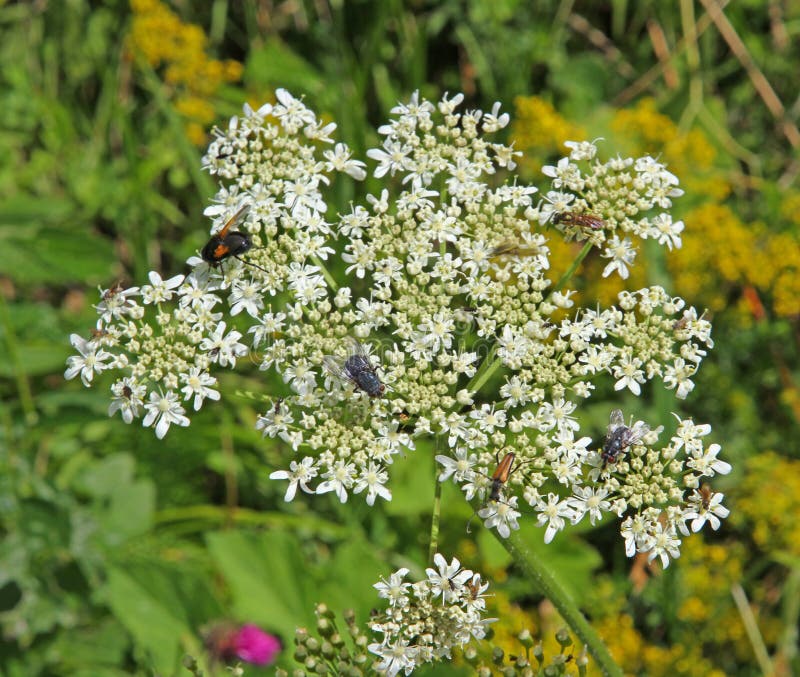 Flower with Many Insects Over Stock Photo - Image of infest, pests ...