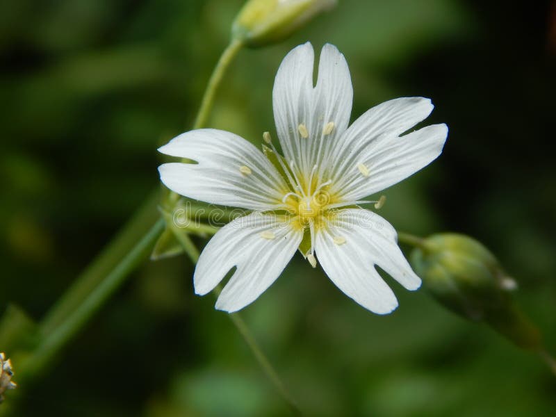 Flower stock photo. Image of flower, macro, flowers, random - 68730526