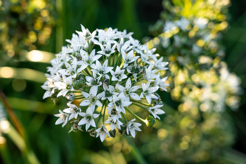 Flower with Many White Blossoms on the Green Field Stock Image - Image ...