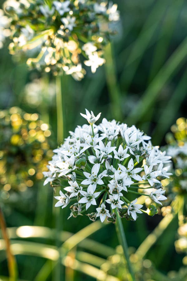 Flower with Many White Blossoms on the Green Field Stock Image - Image ...