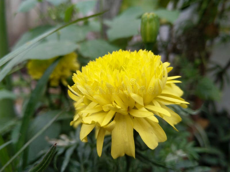 Flower& X28;marie Gold& X29; Stock Photo - Image of yellow, garden ...