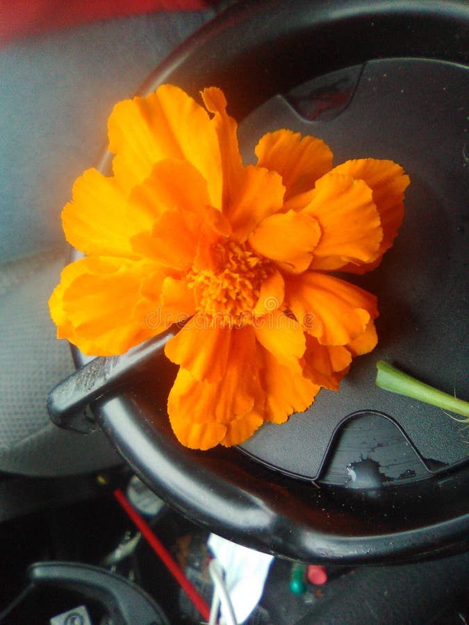 Flower stock image. Image of strong, smells, flower - 139000577