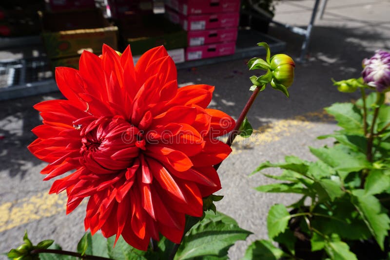 Flower at the Market in Montreal Stock Image - Image of font, montreal ...