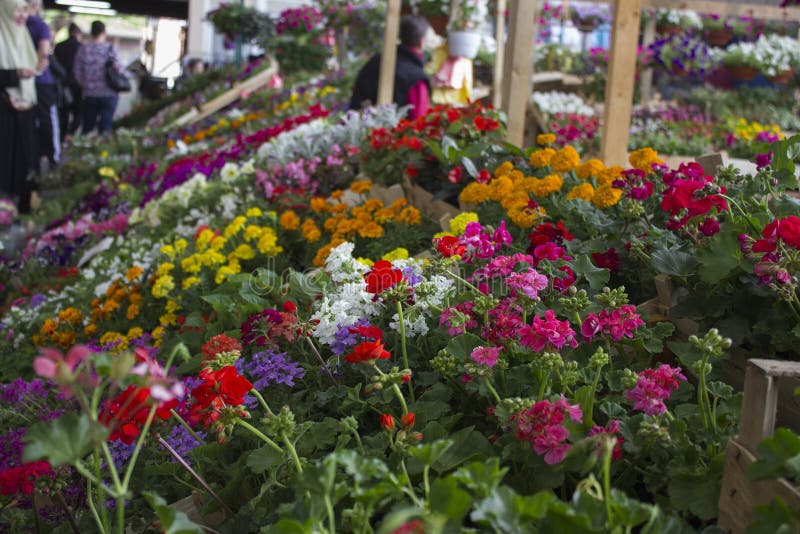 Flowers stock photo. Image of open, decoration, multi - 70411666