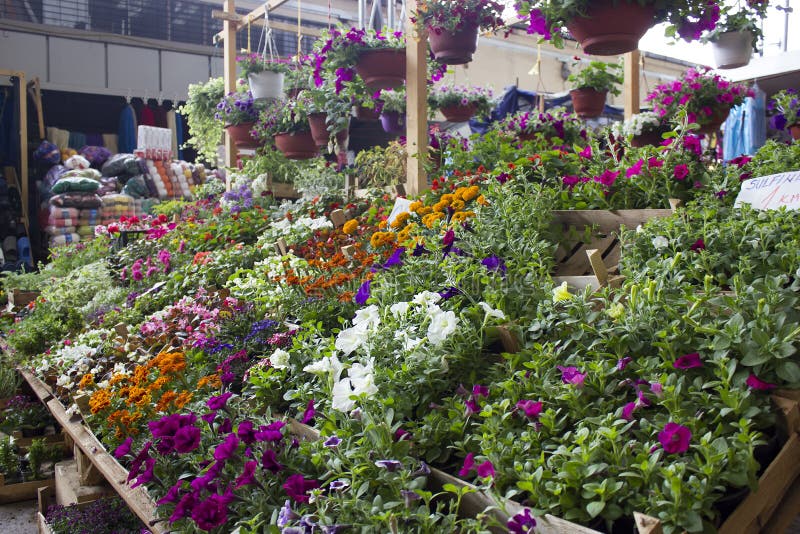 Flower market stock photo. Image of rose, decoration - 70412128