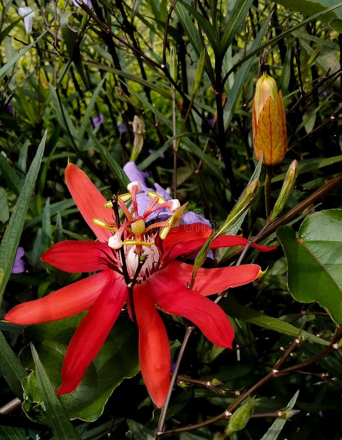 Flower of Marquisa Markisa Red Blossom Stock Photo - Image of green ...