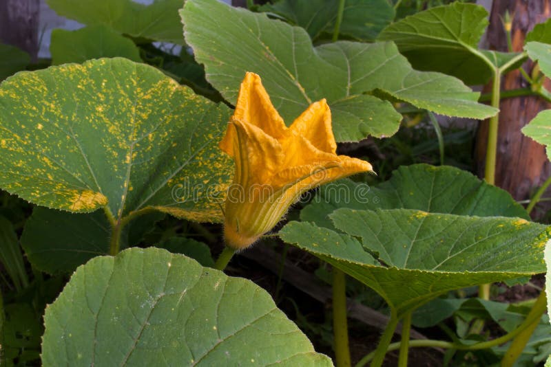 Flower of Marrow Squash in the Garden Stock Image - Image of green ...
