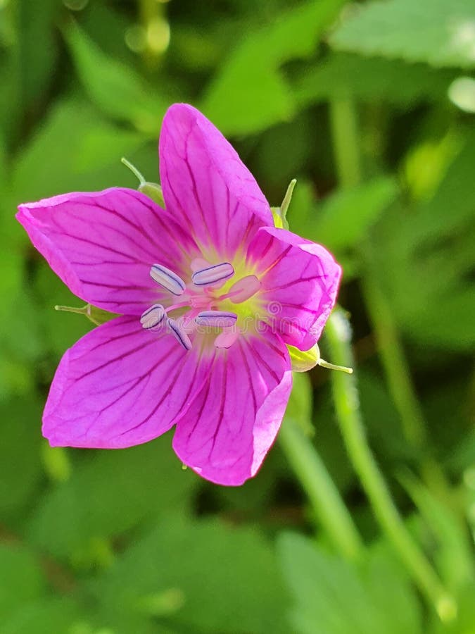 Flower Marsh Geranium (Geranium Palustre) Sunny Day. Stock Photo ...