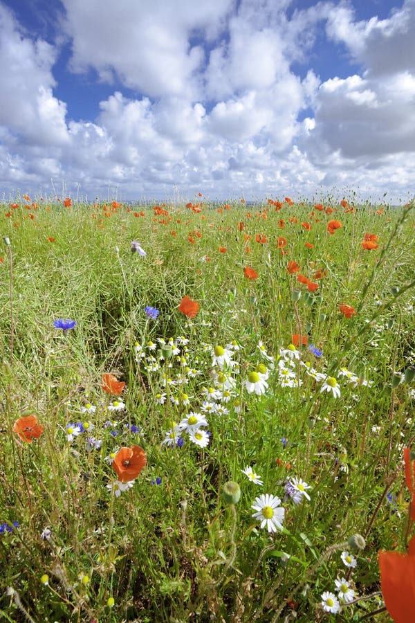 Flower meadow stock image. Image of meadow, outdoors - 15216685