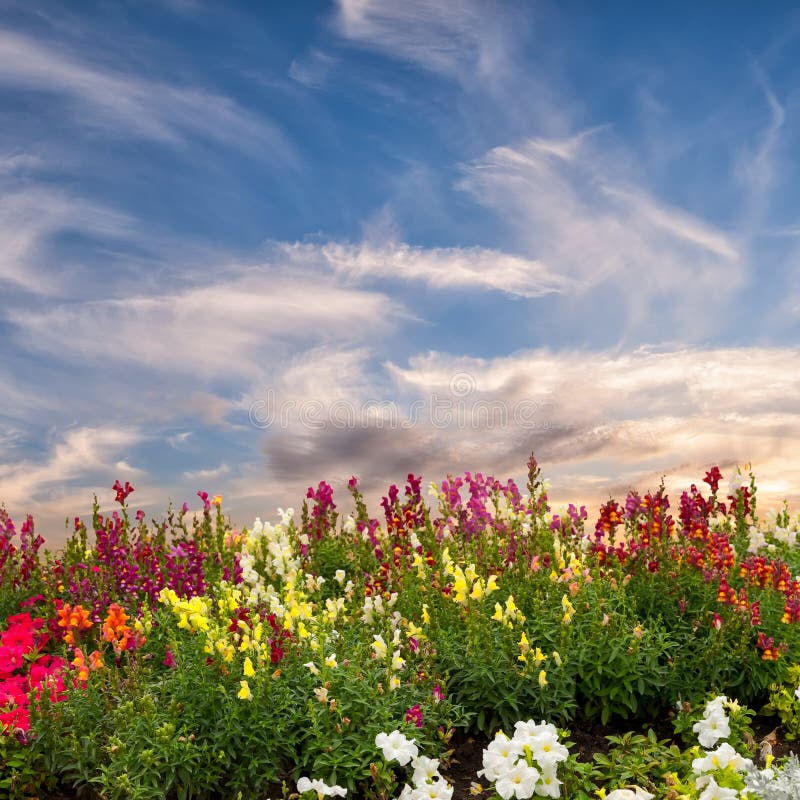 Flower meadow stock photo. Image of field, landscape - 26215886
