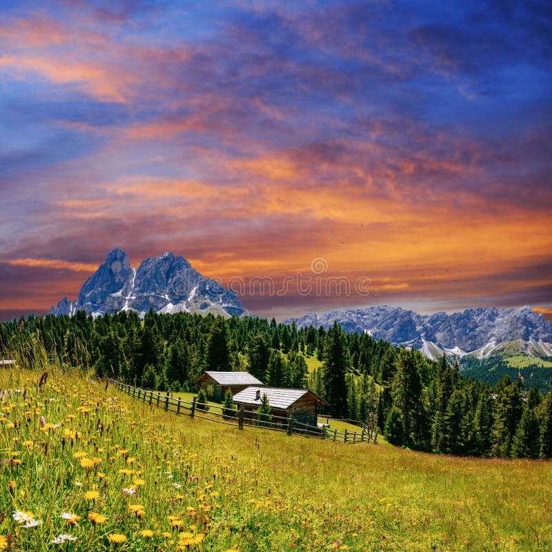 Flower Meadow in the Alps at Sunset Stock Image - Image of foraging ...