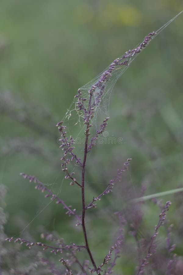 Flower in the web stock image. Image of garden, creeps - 130177651