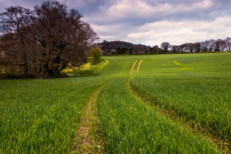 Corn Field stock photo. Image of grass, tractor, clouds - 53196680