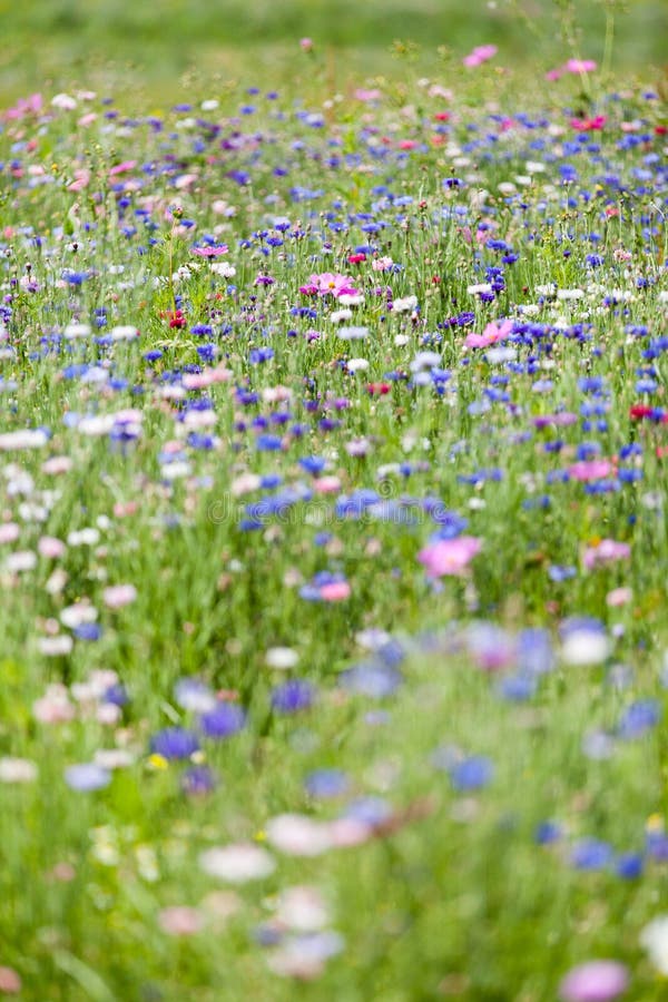 Flower meadow stock image. Image of plant, bouquet, beautiful - 46526589