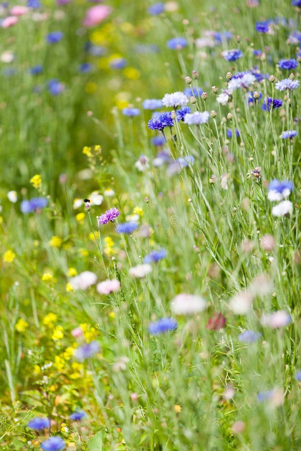 Flower meadow stock image. Image of botany, color, nature - 46526661