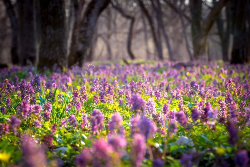 Flower meadow in forest stock image. Image of garden - 144414109