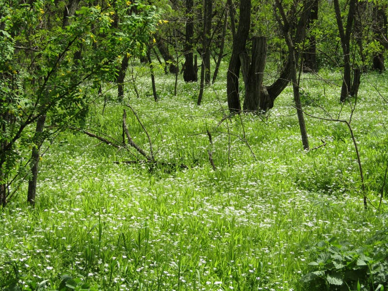 Flower Meadow in the Forest Stock Photo - Image of scenery, nature ...