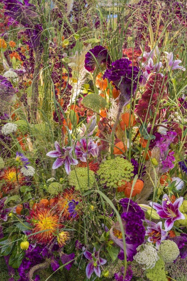 A Flower Meadow with Many Different Types of Flowers Stock Image ...